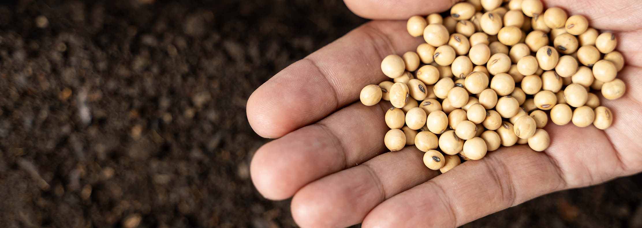 Pureza física da semente de soja: como garantir produtividade máxima ...